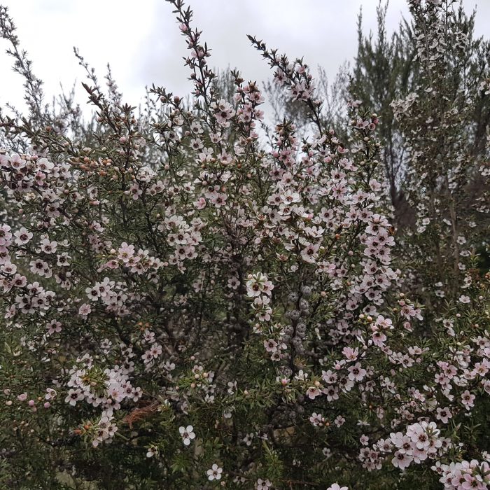 Golden Grove Naturals | » Manuka Oil